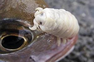 Nature's Grossest Creatures