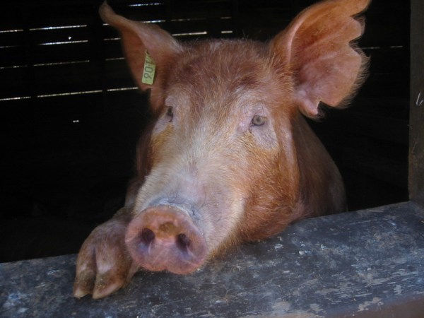 Enviropig: A Bioengineered Pig That Excretes Fewer Pollutants