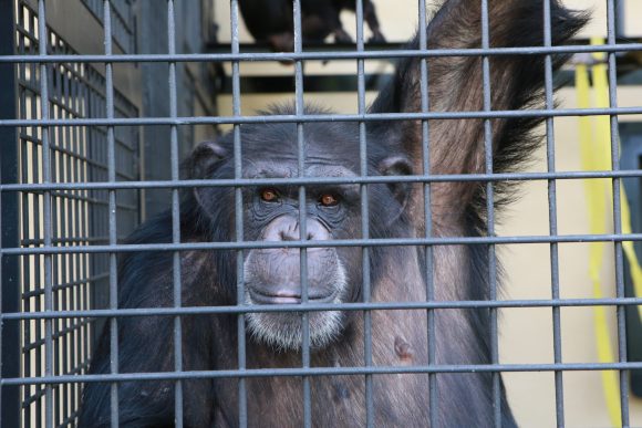 Captive Research Chimp Population Gets A New Home In Georgia