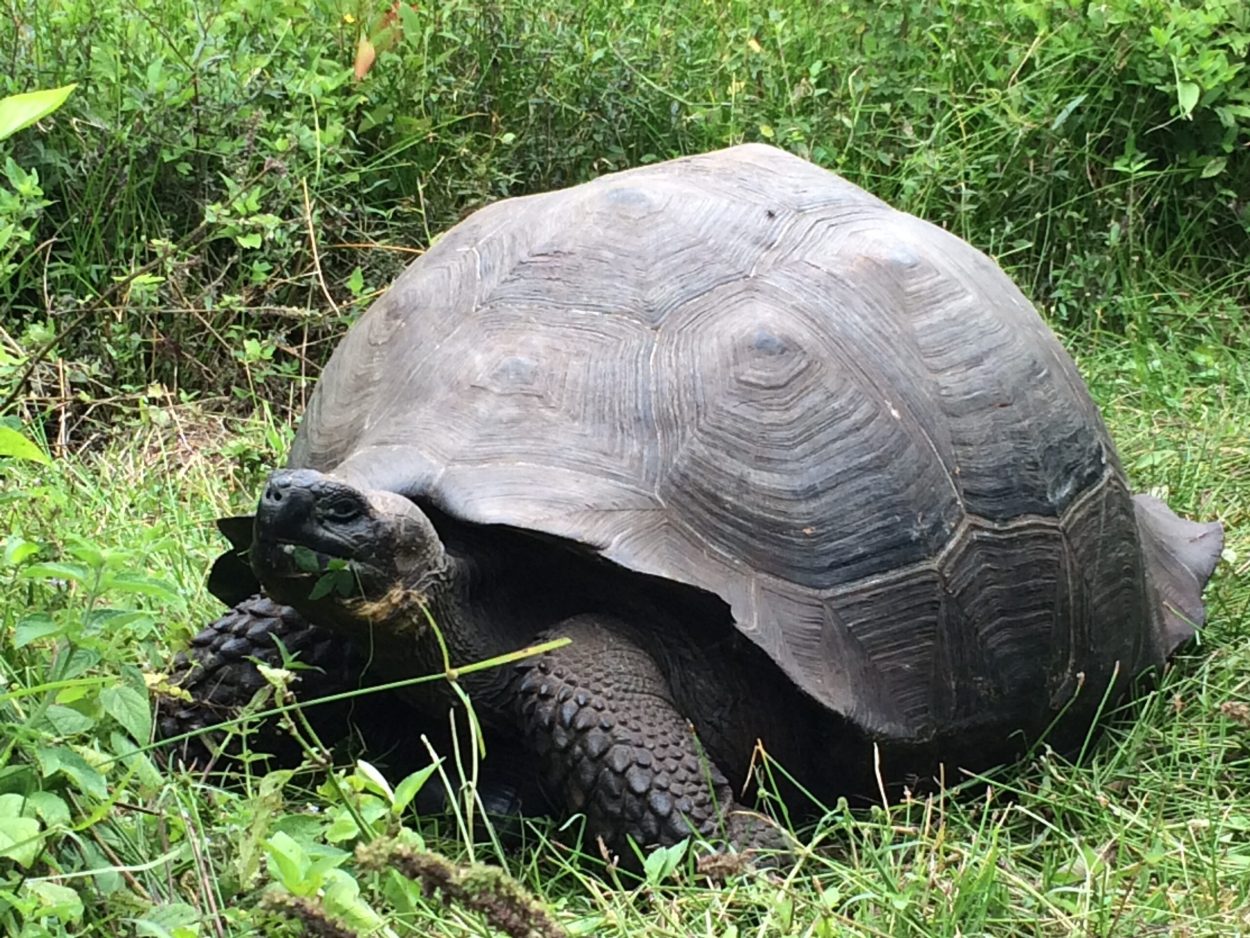 Discovered: A Brand-New Species of Giant Galapagos Tortoise