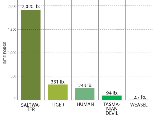 Graphs of the world's most powerful animals | Popular Science