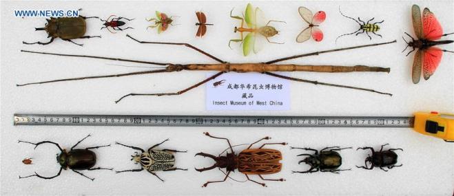 World's Longest Insect Is Two Feet Long