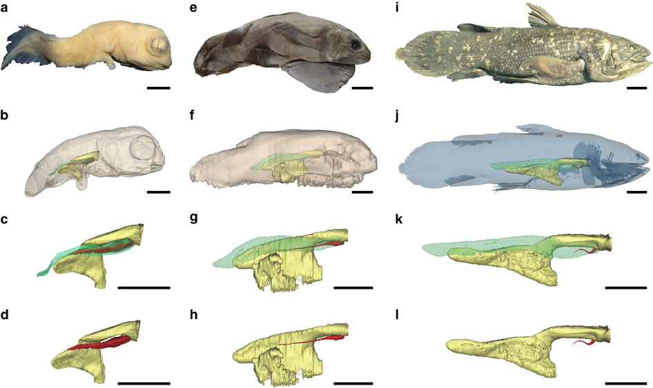 'Living Fossil' Fish Has Lungs