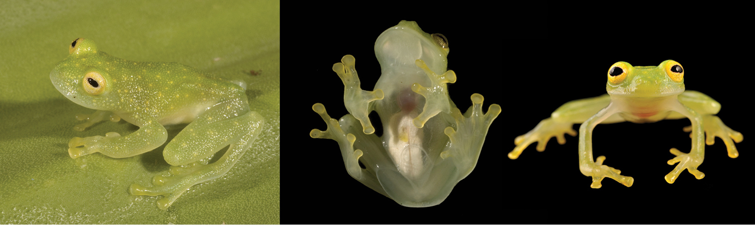 This tiny frog has transparent skin to show its organs off to the world