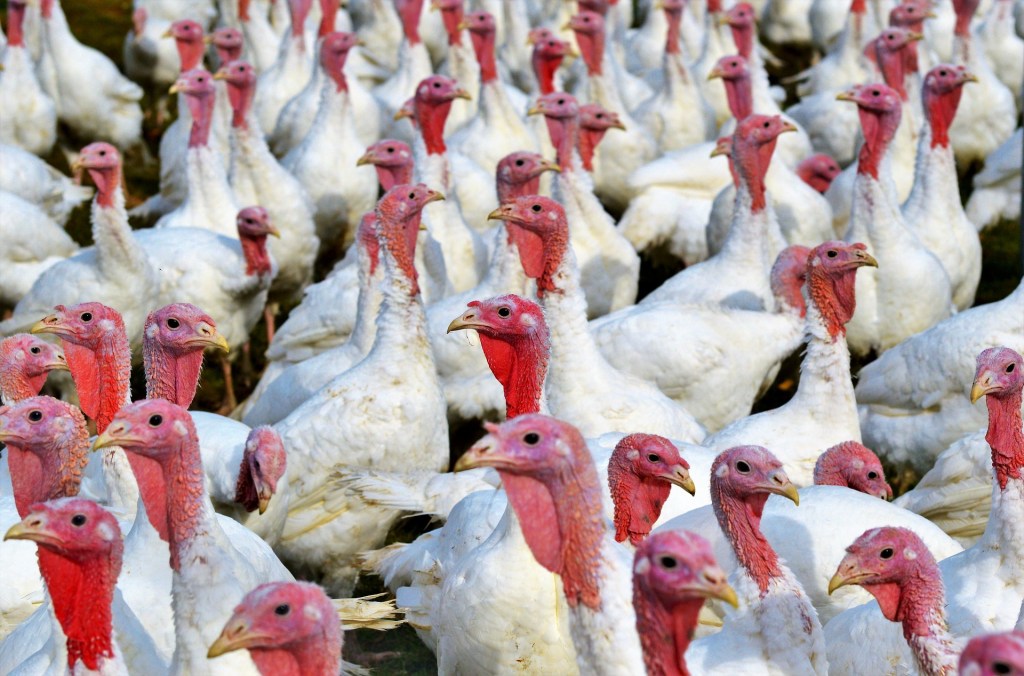 Turkey poop could help save us from ourselves