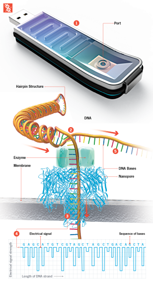 How It Works: The Fastest DNA Sequencer