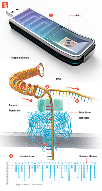 How It Works: The Fastest DNA Sequencer