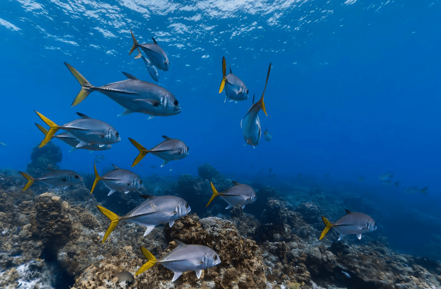 Swim Through The Seven Seas With Google Fish View
