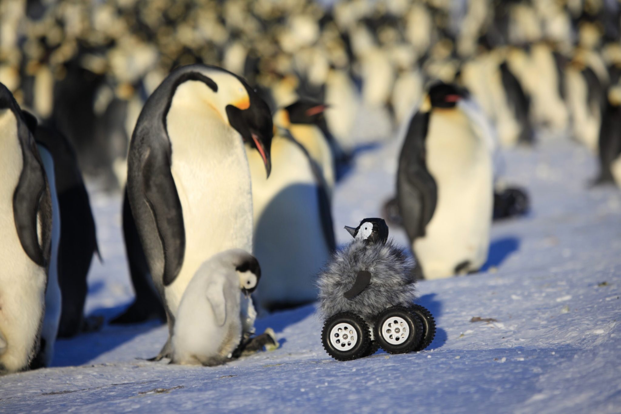Antarctic Scientists Infiltrate Penguin Huddles With Adorable Remote ...