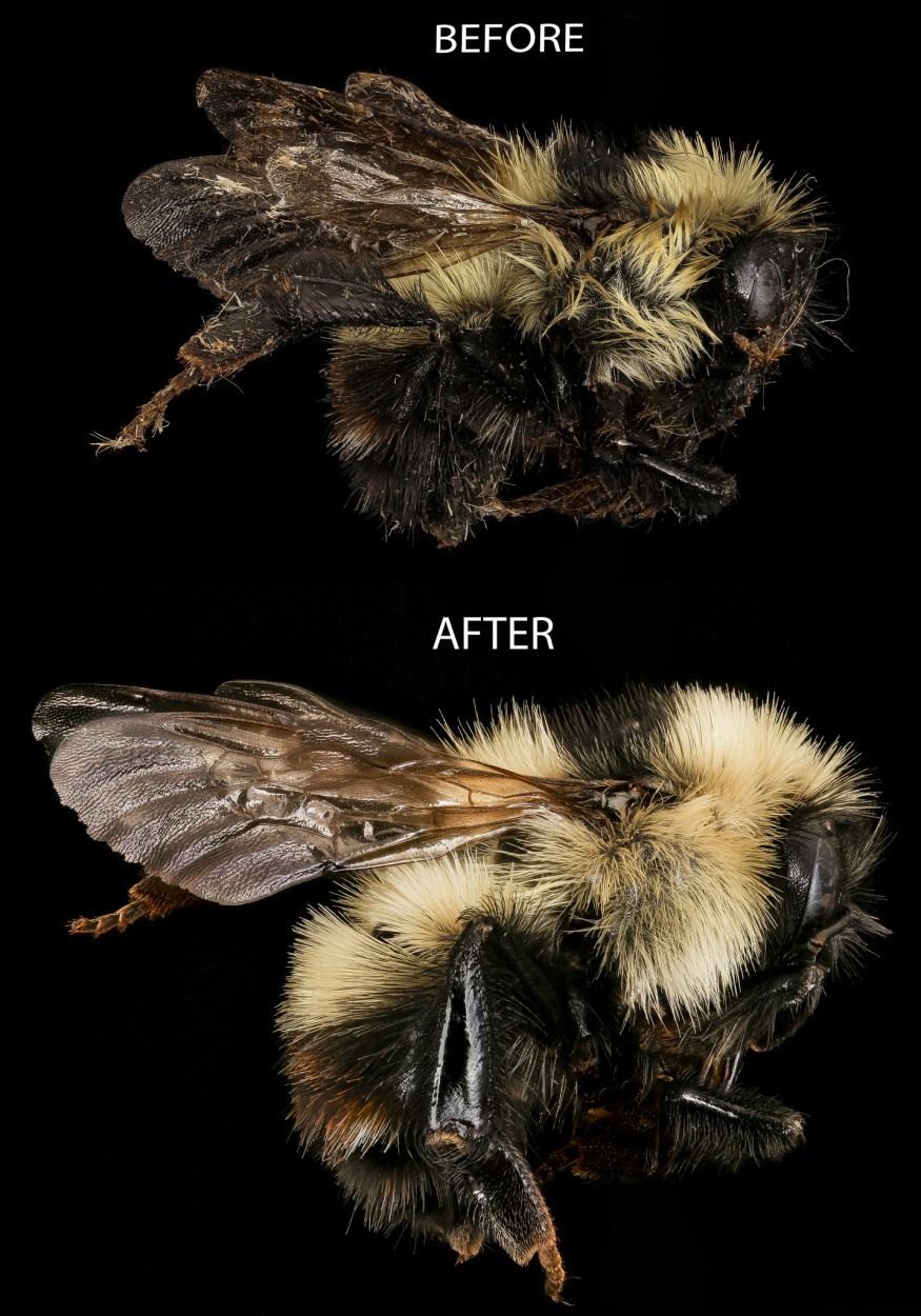 Want to know how to save the bees?