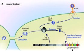A Virus That Steals A Bacterium's Immune System And Uses It As A Weapon