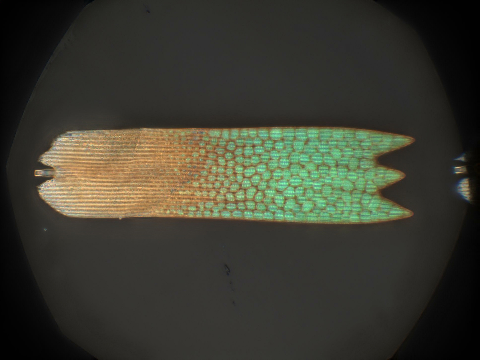 Scientists are puzzling out how butterflies assemble their brightly ...