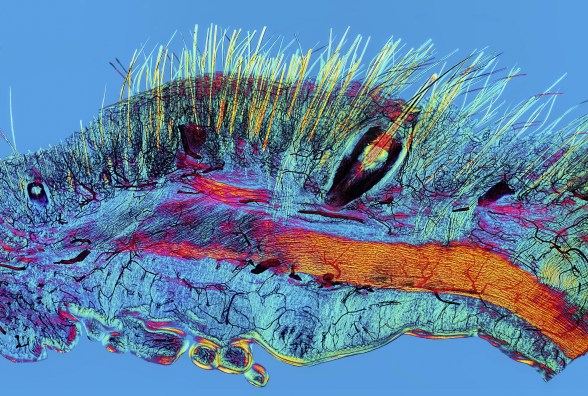 22 stunning images that turn science into art