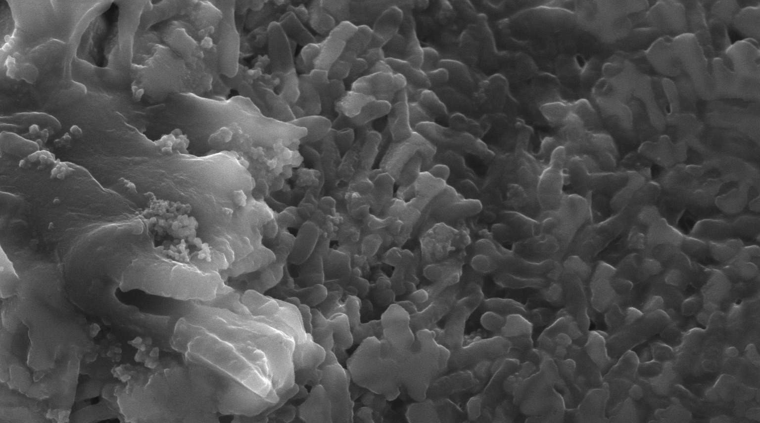 This bacteria could boost solar panels on cloudy days