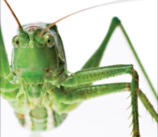 Why Do Humans Have a Fear of Insects?