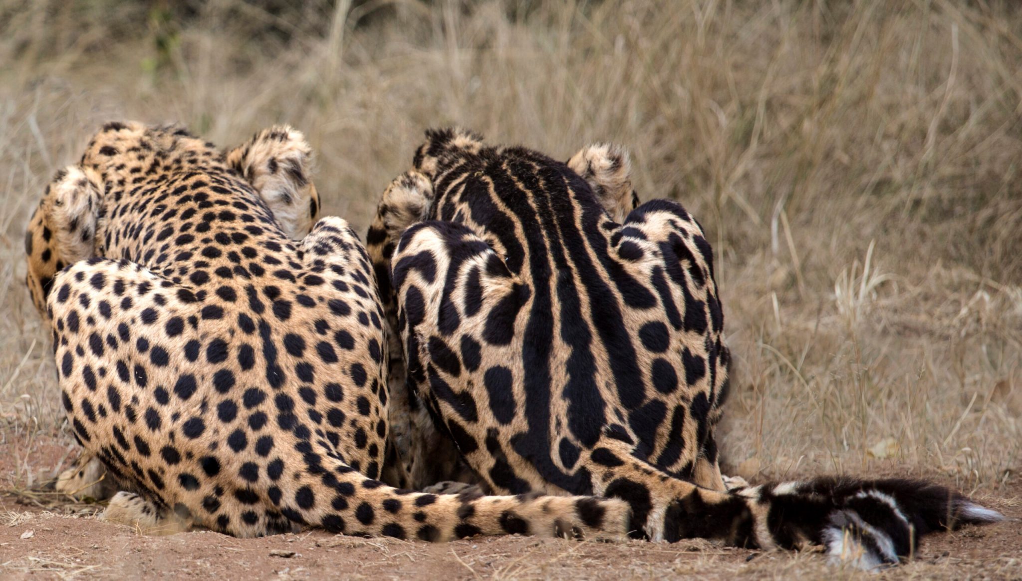One Gene Lays The Blueprint for A Cheetah's Spots And A Tabby Cat's Stripes