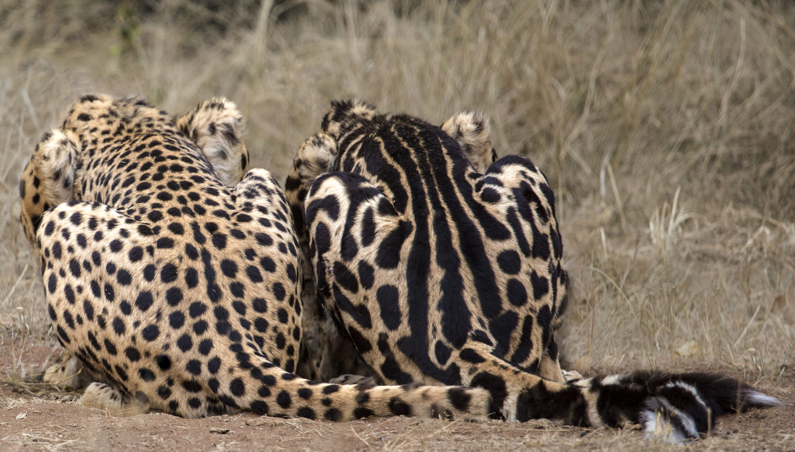 One Gene Lays The Blueprint for A Cheetah's Spots And A Tabby Cat's Stripes