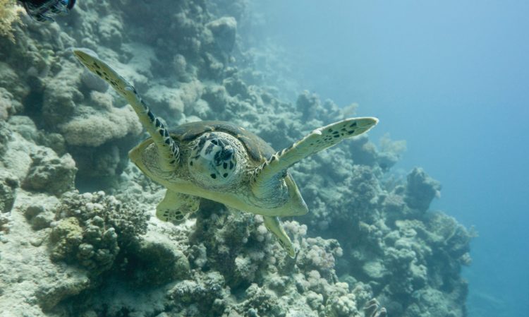 Now climate change is coming for our sea turtles