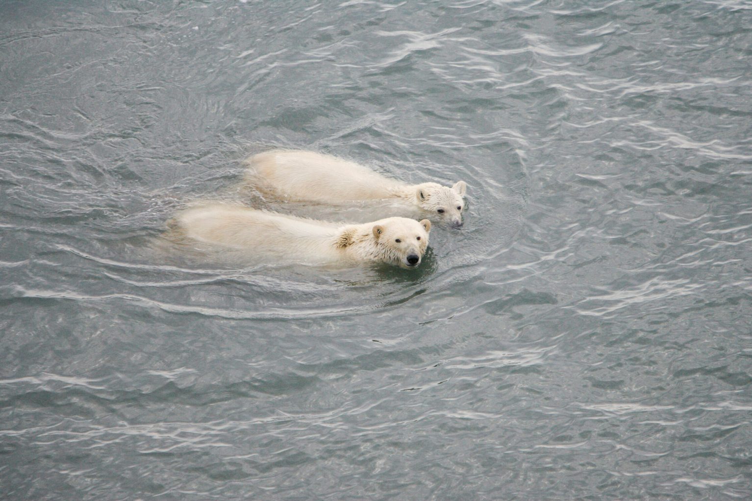 How (and why) to teach a polar bear to walk on a treadmill
