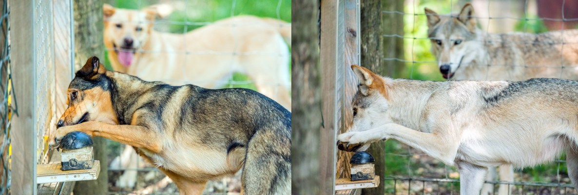 Dogs and wolves both get sad when you don’t treat them fairly