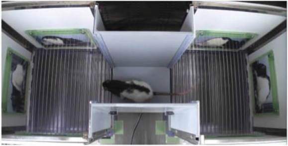 Rats Recognize The Facial Expressions Of Other Rats
