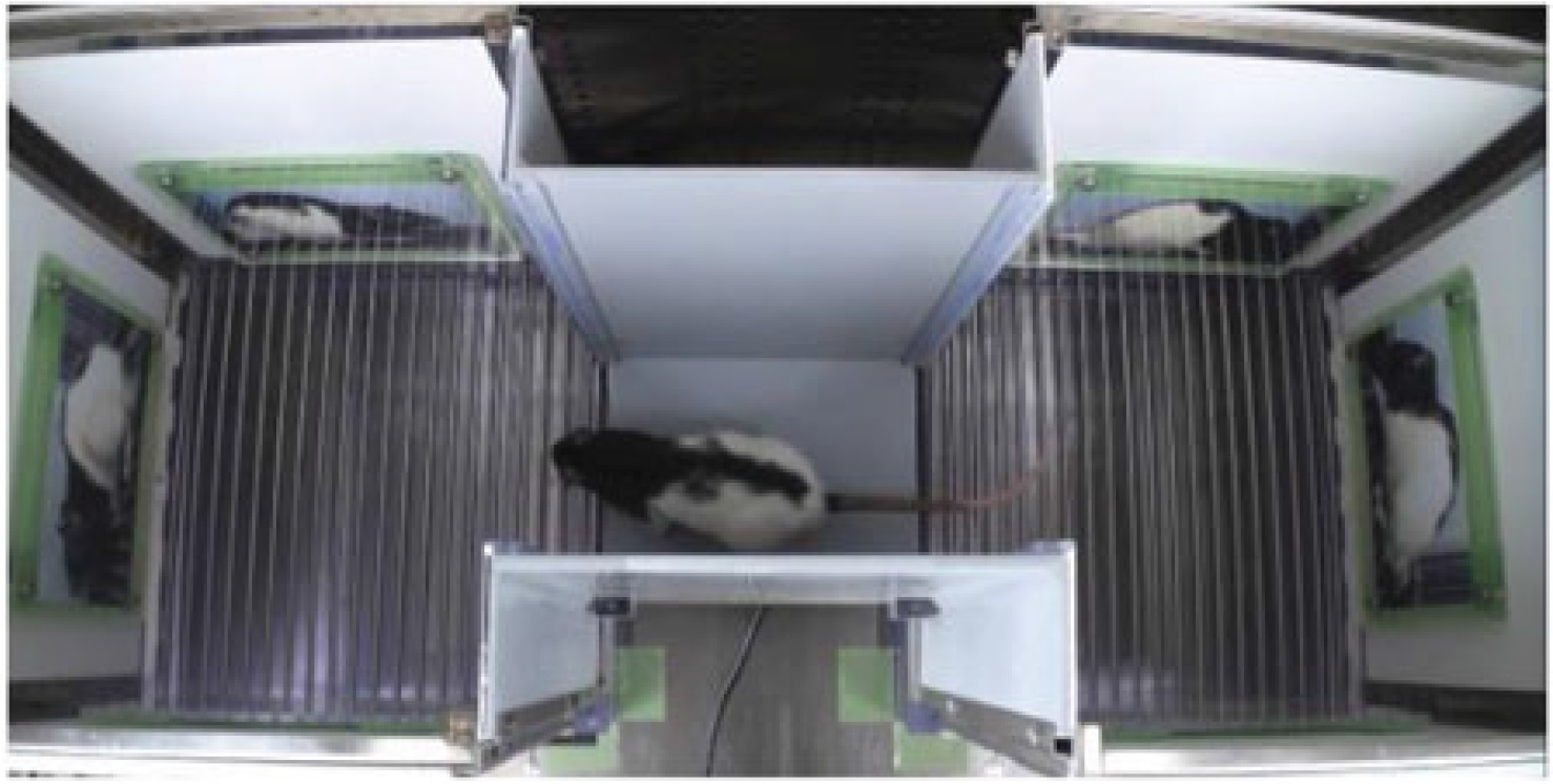 Rats Recognize The Facial Expressions Of Other Rats