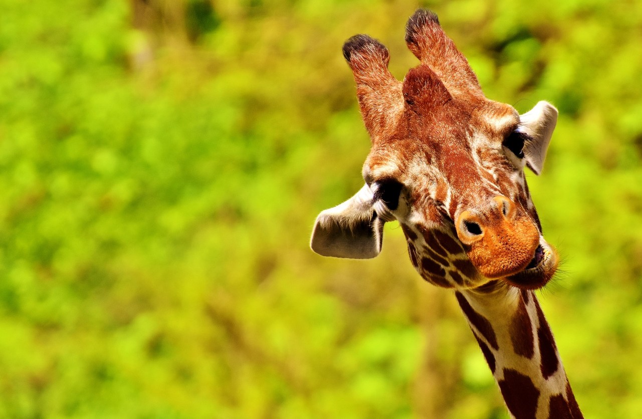 We just found the king of all extinct giraffe cousins, and it’s very ...