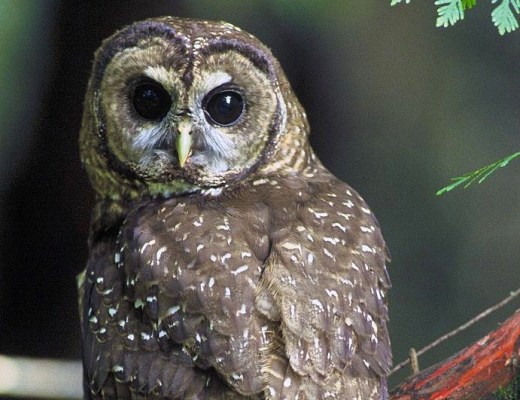 Killing One Owl, To Save Another, Ruffles Feathers