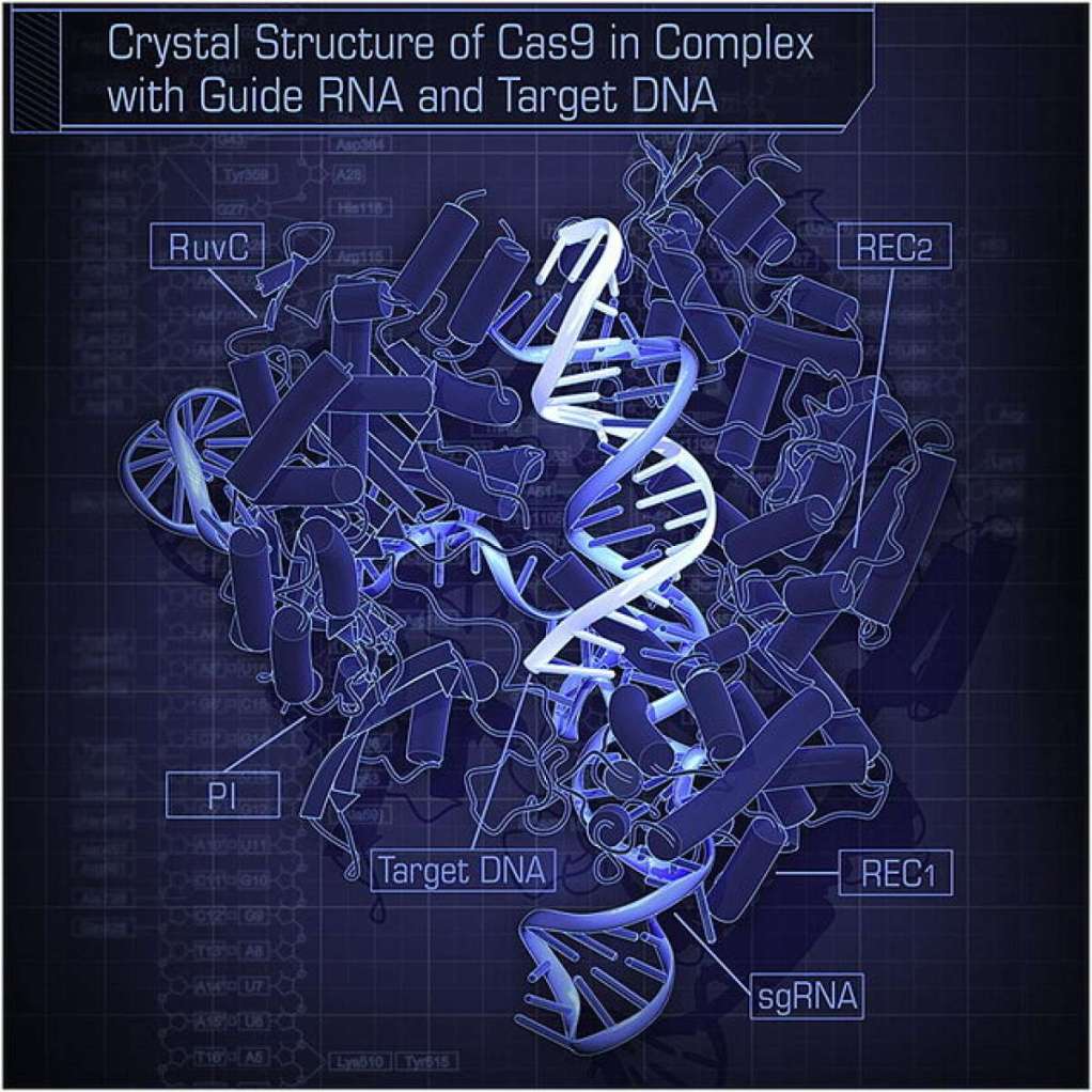 Human patient treated with CRISPR gene editing for the first time