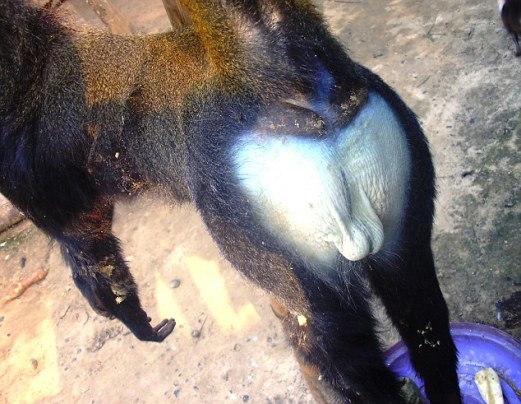 Why Are Monkey Butts So Colorful?