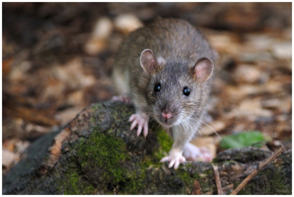 Rats have been in New York City since the 1700s and they're never leaving