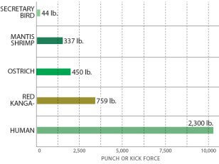 Graphs of the world's most powerful animals | Popular Science