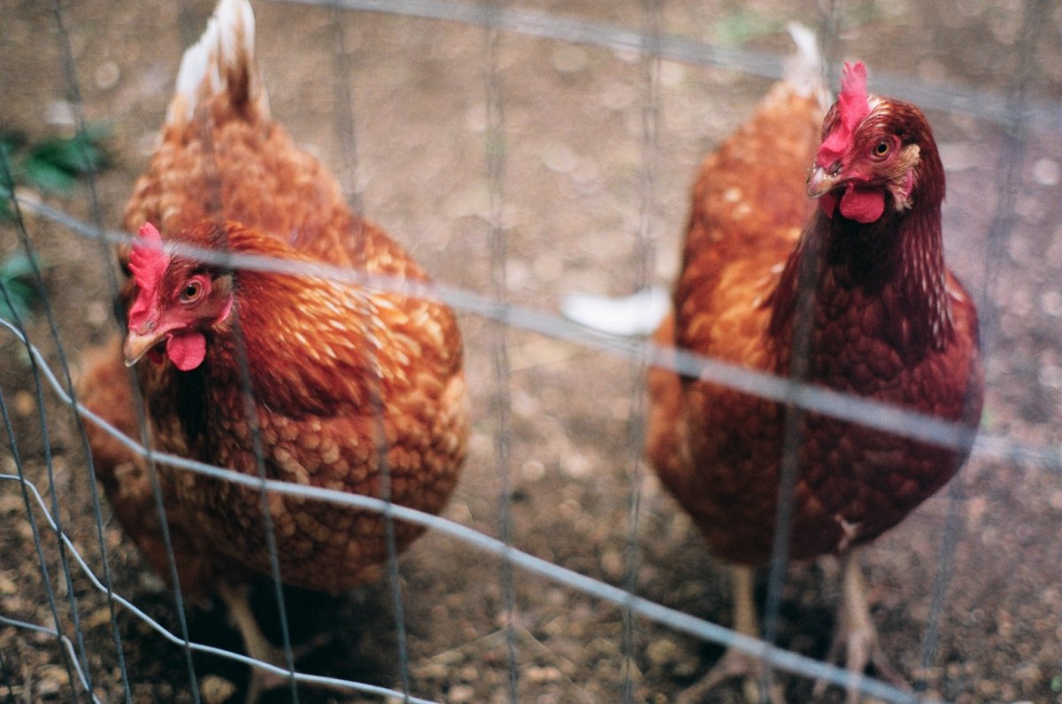 Love eating chicken? Thank hungry Medieval Catholics.