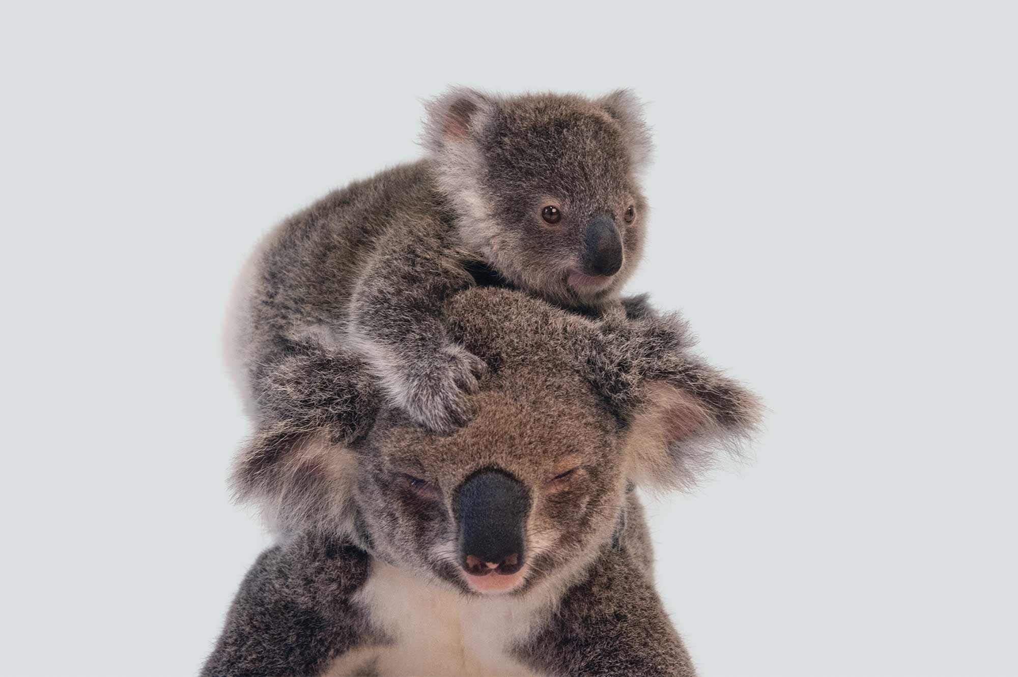 Meet eight species living on the brink, thanks to weather and climate ...