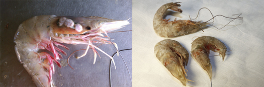 A Computer Constructed From a Consortium of Live Crabs