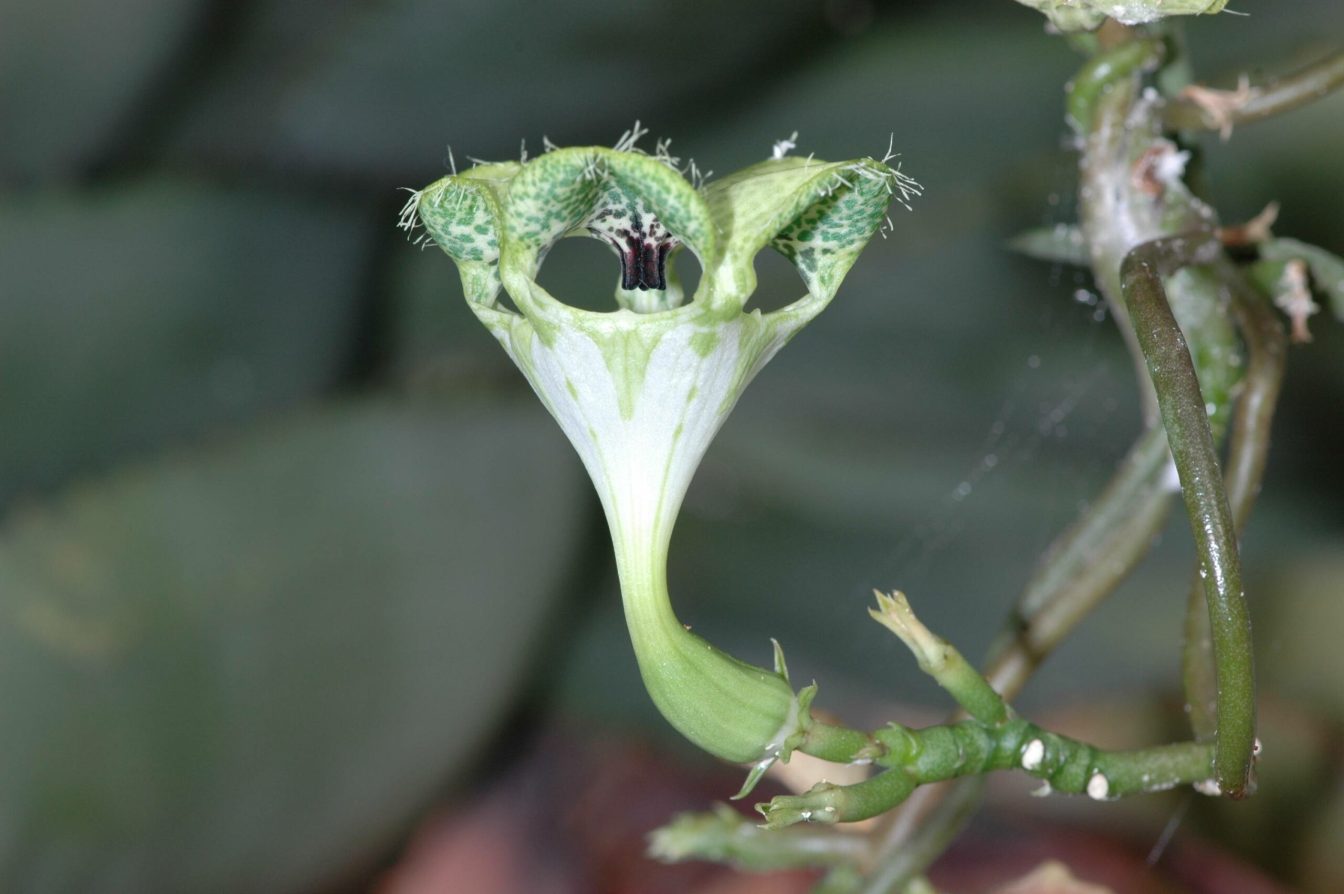 How This Flower Dupes Flies Into Pollinating It