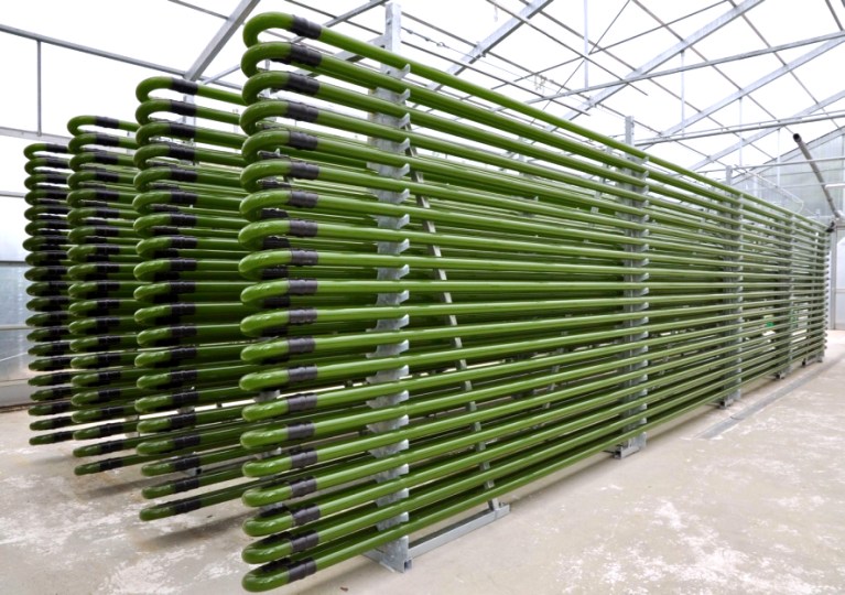 How Algae Can Fuel Planes, Feed Livestock And Fight Climate Change