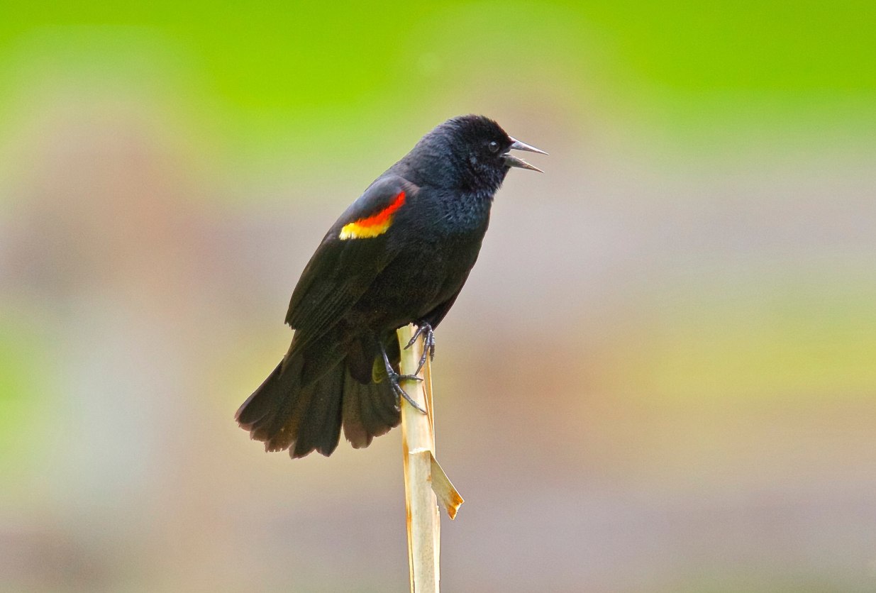 How to decode the secret language of birds