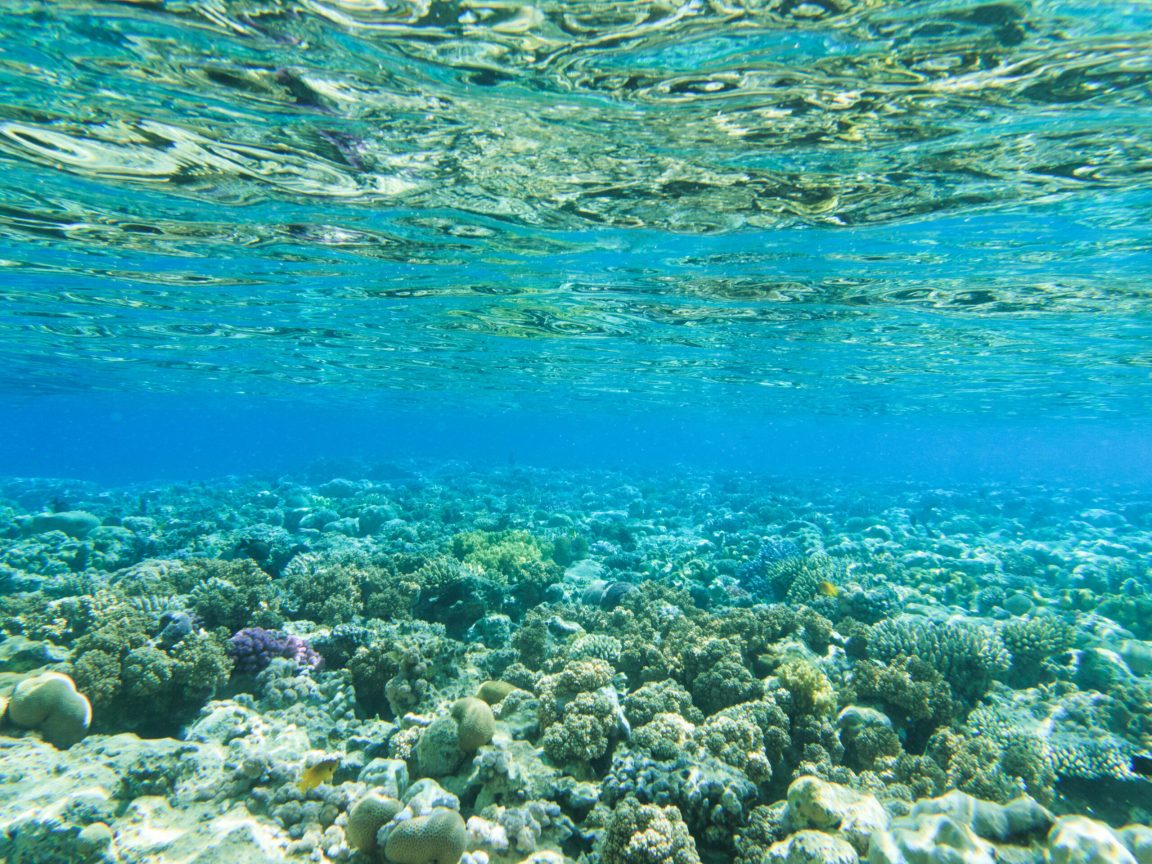 Future offshore drilling could wreak havoc on deep sea ecosystems