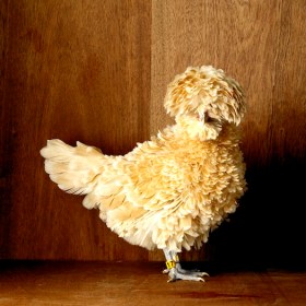 You've Never Seen Chickens Look This Human