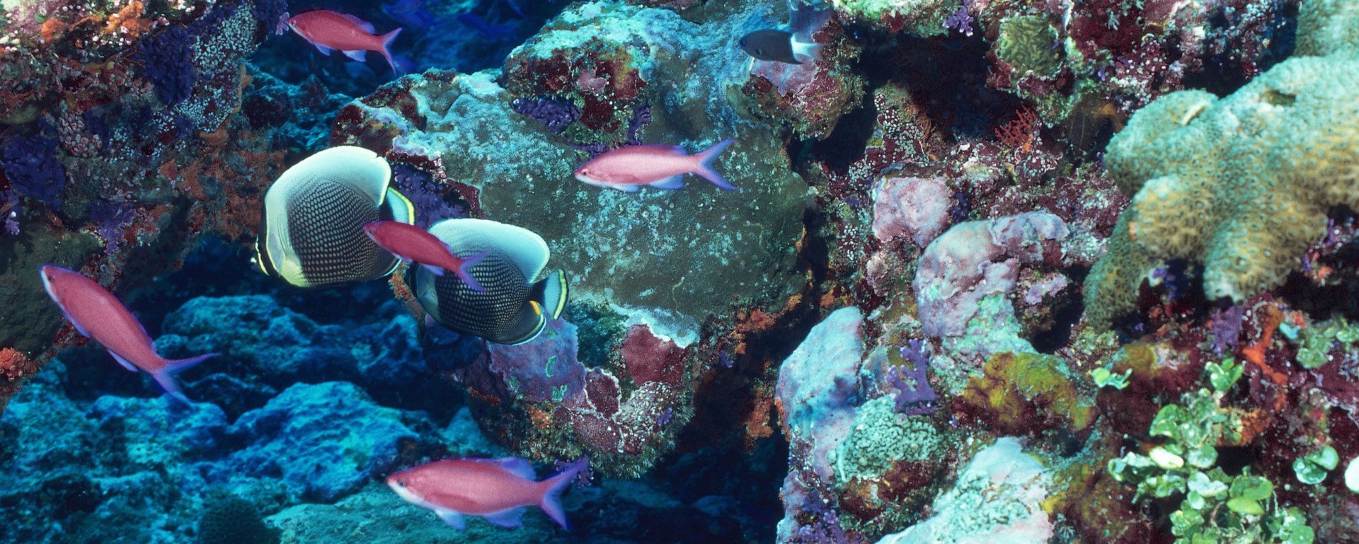 Artificial algae could help save our oceans