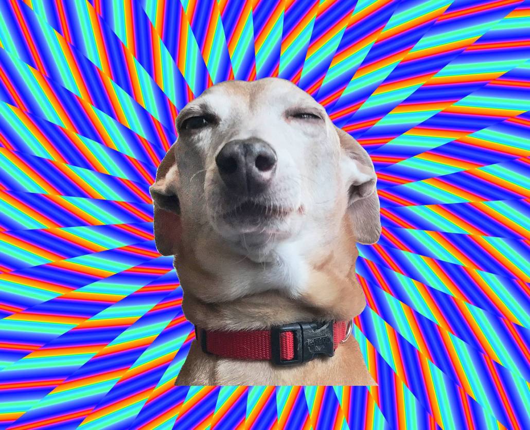 What is 'trancing' and why does it make my dog act so weird around plants?