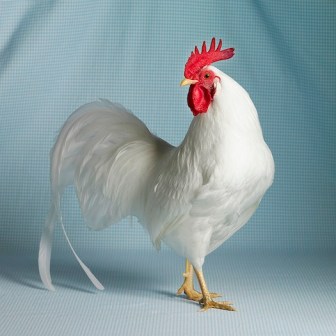 You've Never Seen Chickens Look This Human