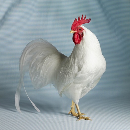 You've Never Seen Chickens Look This Human