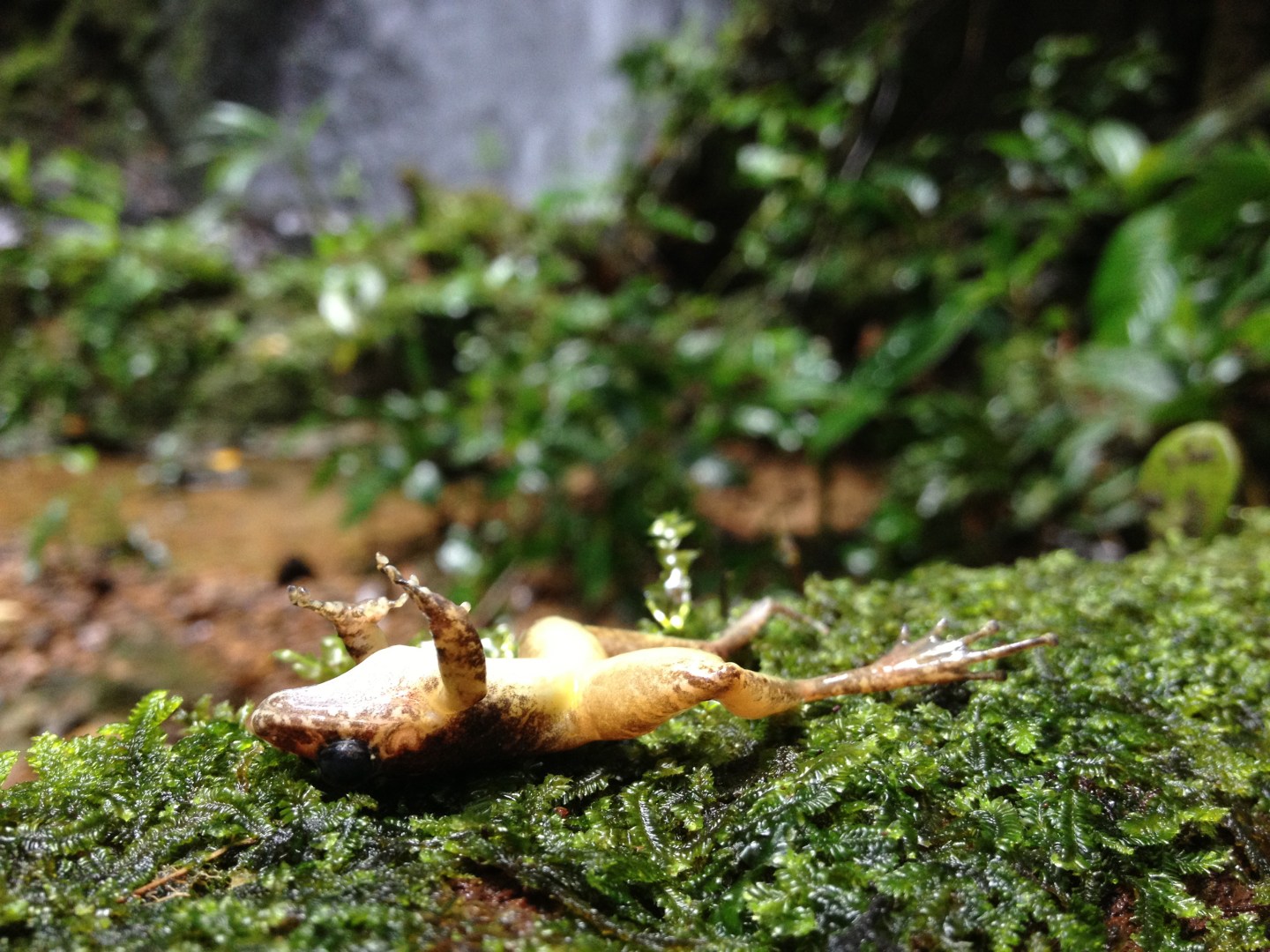 Frog skin secretions offer the first ray of hope in a deadly fungal ...
