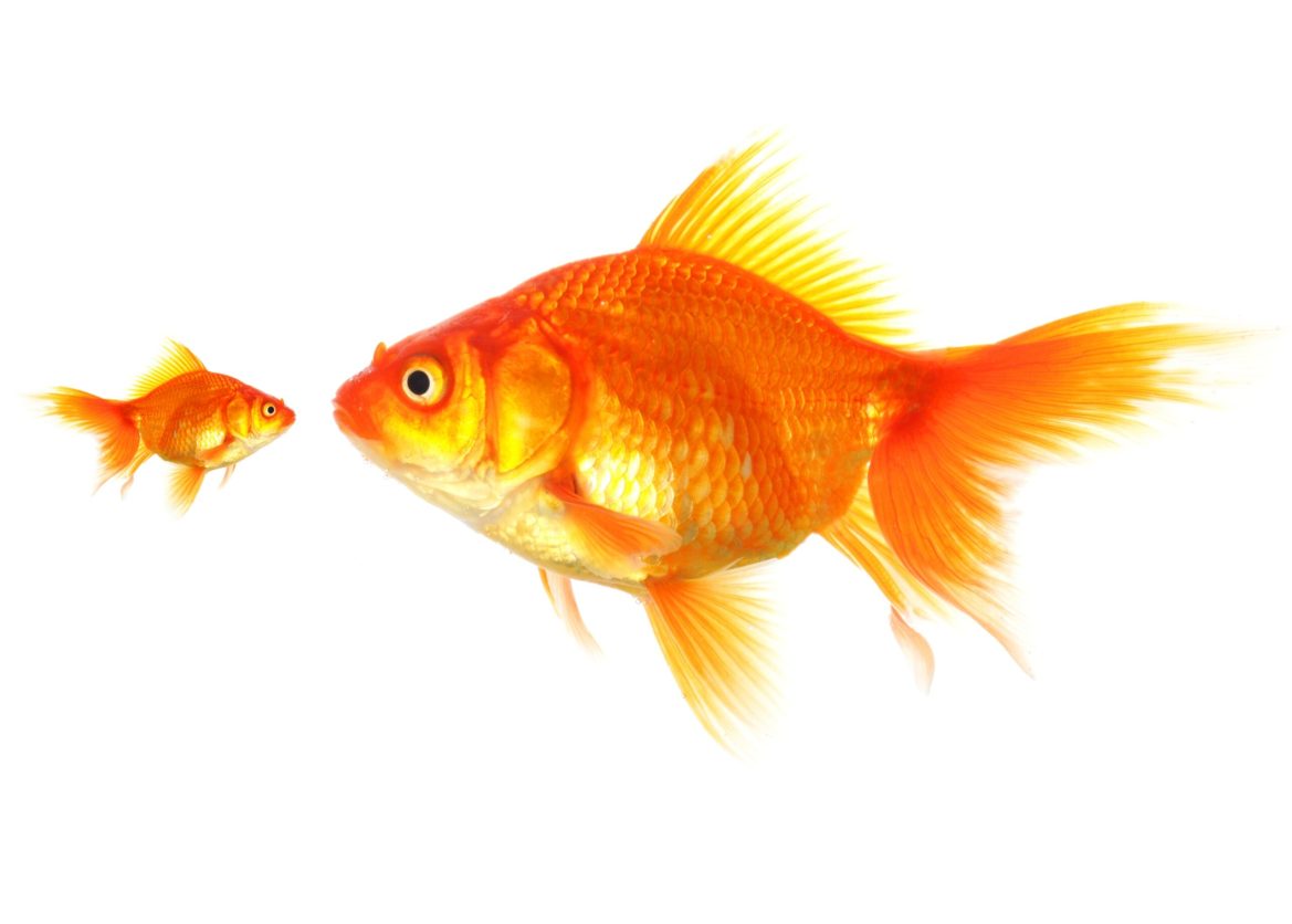 Should we swap red meat for fish? | Popular Science