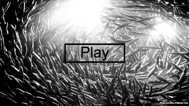 Fish Hide From Predators By Smelling Like Coral