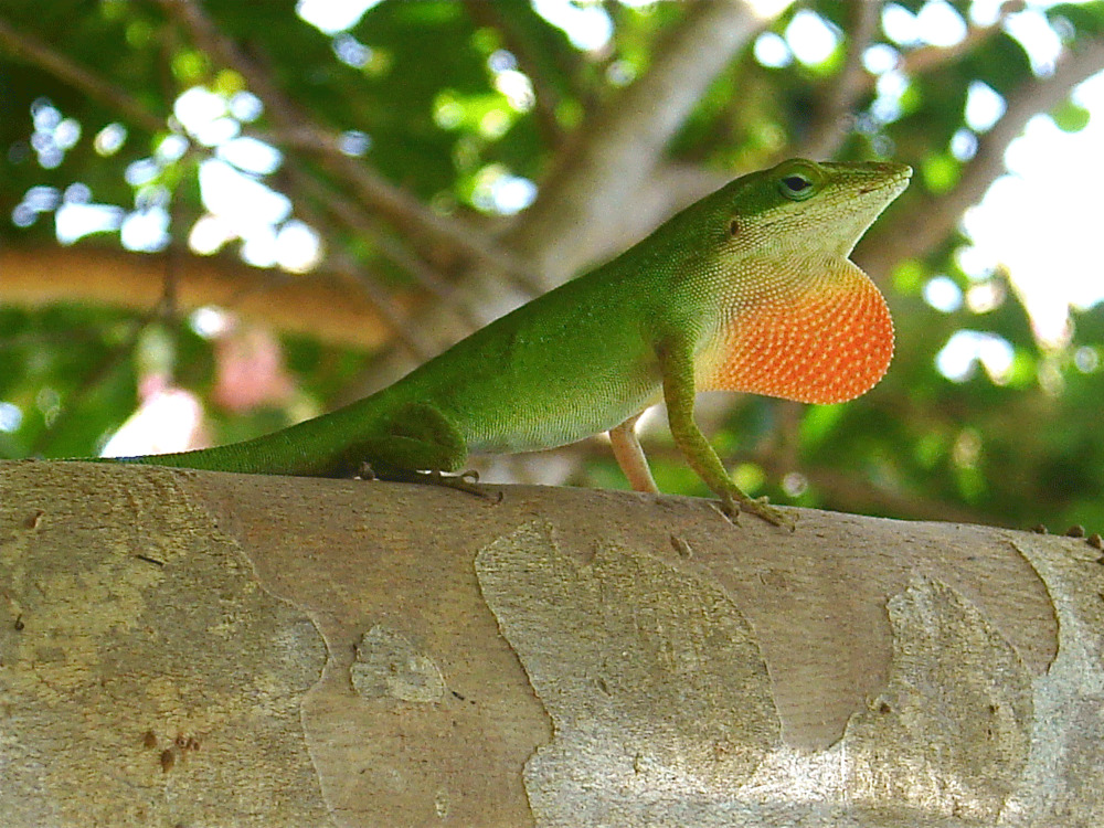 Here's what's devastating Puerto Rico's insect populations—and the ...