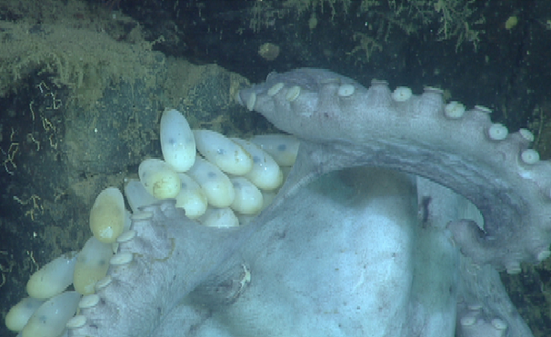 Octopus Broods Its Eggs For 4.5 Years, Longest For Any Animal
