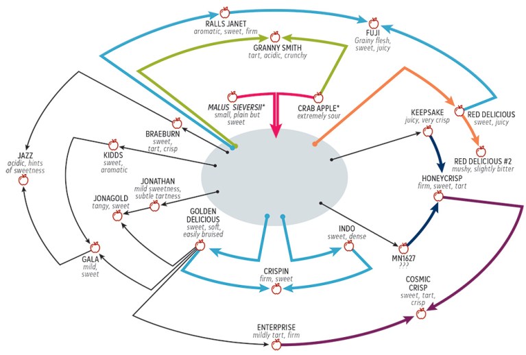 How we breed the best (and worst) apples